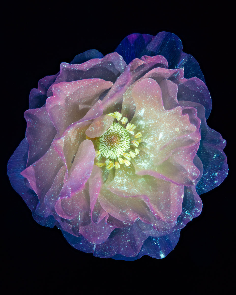 Andromeda – GALLERYSMITH