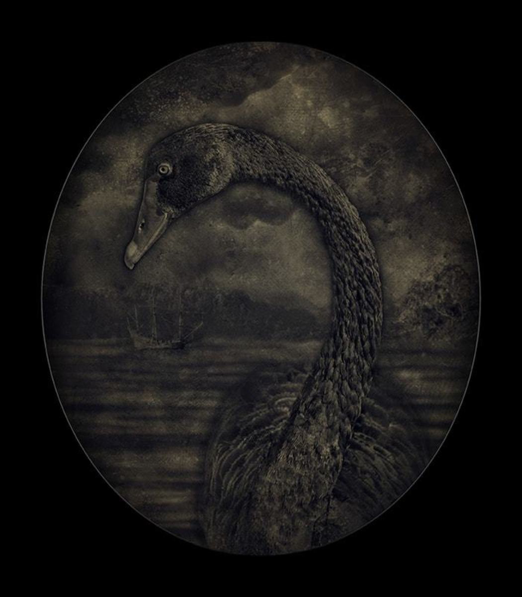 Cygnis Insignis – GALLERYSMITH